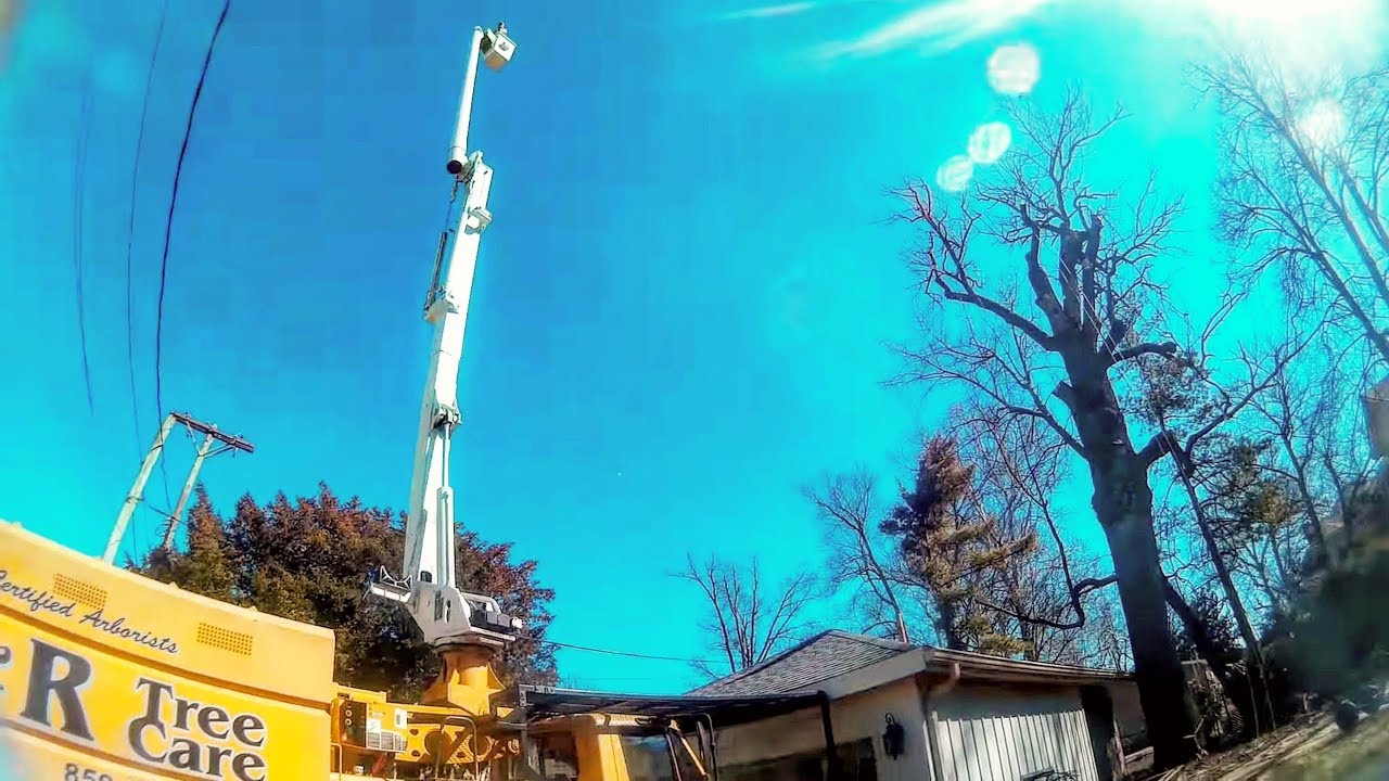 Monster Tree Removal Downtown Day 1 - YouTube