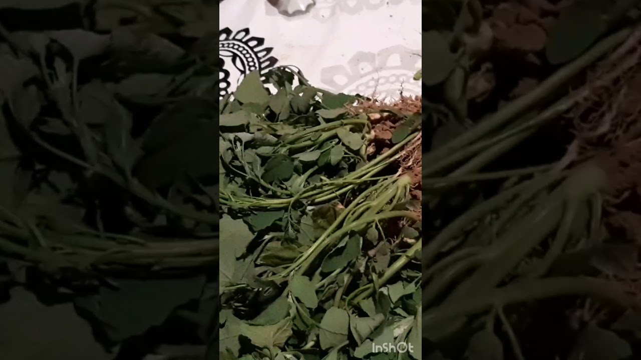 It is truly incredible to see and eat the land of vegetables in Bathua ...