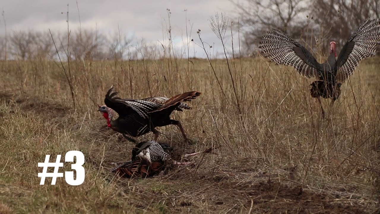 Four turkey kill shots WITH A BOW in UNDER A MINUTE - YouTube
