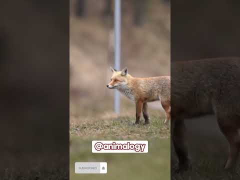 Is Fox the Most Intelligent Animal? Exploring Their Cleverness and ...