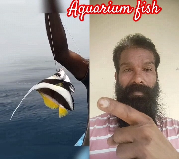 അക്കോറിയം ഫിഷ് #collabo video #fishing Machan # - YouTube
