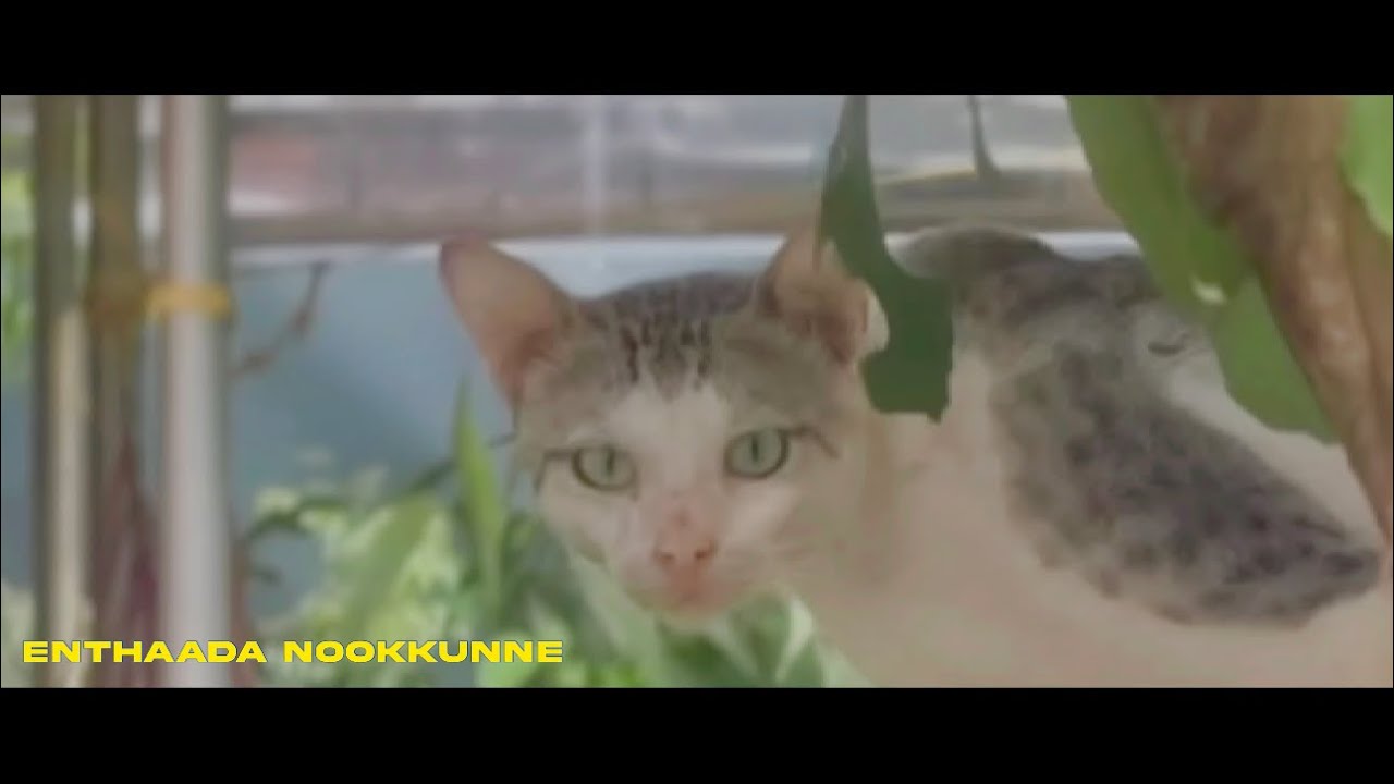 Poocha ser - YouTube