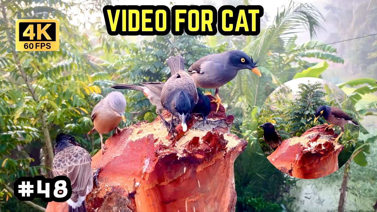Relaxing Cat Tv 🕊 CAT TV Birds no ADS 🐈 Cat Videos for Cats to Watch 🐱 ...