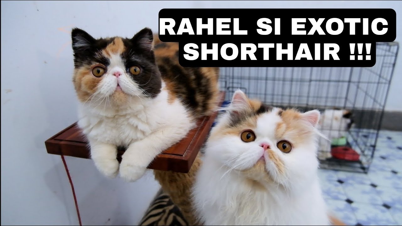KUCING EXOTIC SHORTHAIR YANG SATU INI LUCU BANGET !!!! - YouTube