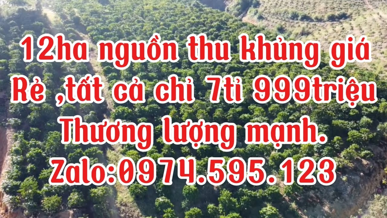 Ngọc hồi -kon tum 12ha kín cà phê,cao su kinh doanh ôm đường 500m giá ...