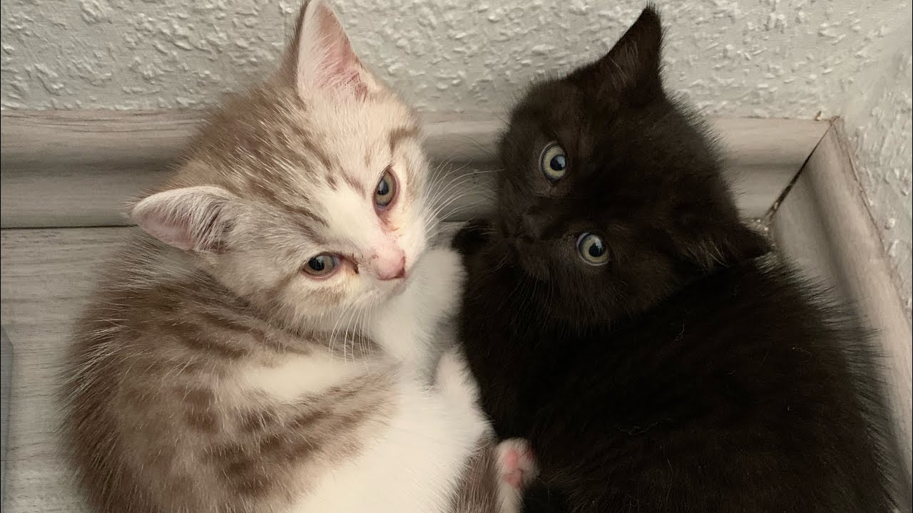 Apollo The Cat is live|| cats playing - YouTube