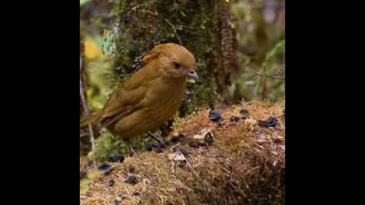 Amblyornis inornata - YouTube