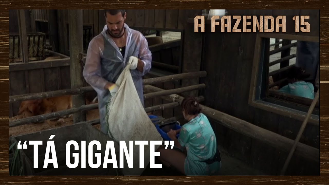 Shay e Jaque cuidam do bezerro Bernardo e se encantam com o crescimento ...