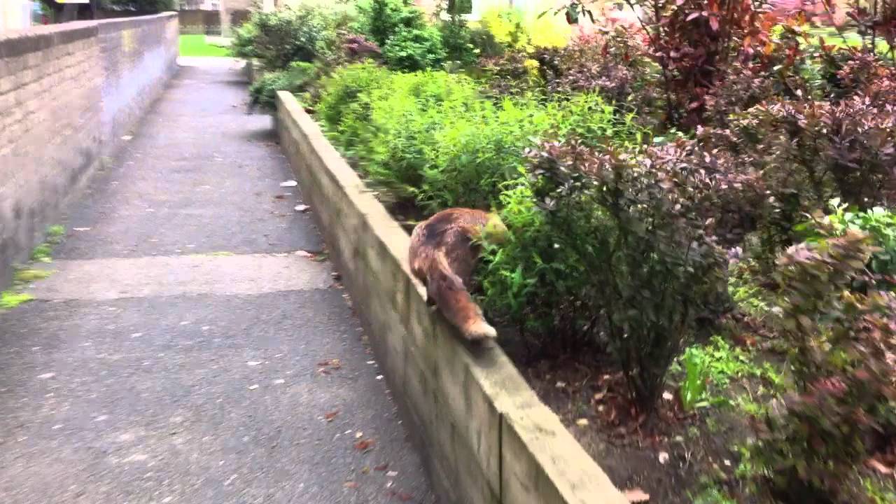 Hackney Fox - YouTube