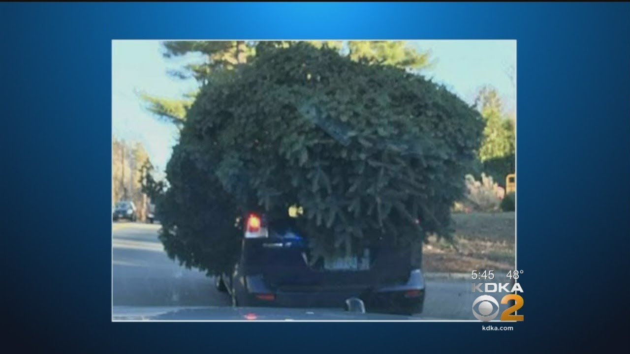How To Properly Haul Your Christmas Tree - YouTube
