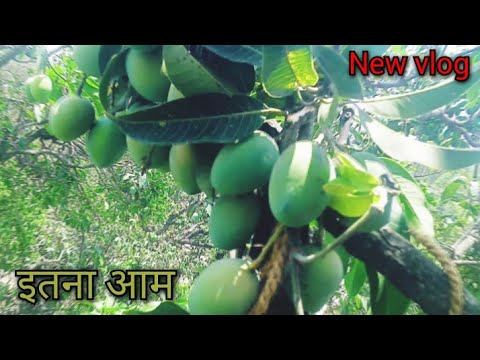 how to mango🥭 // Aam ka ped #viral #video #subscribe - YouTube