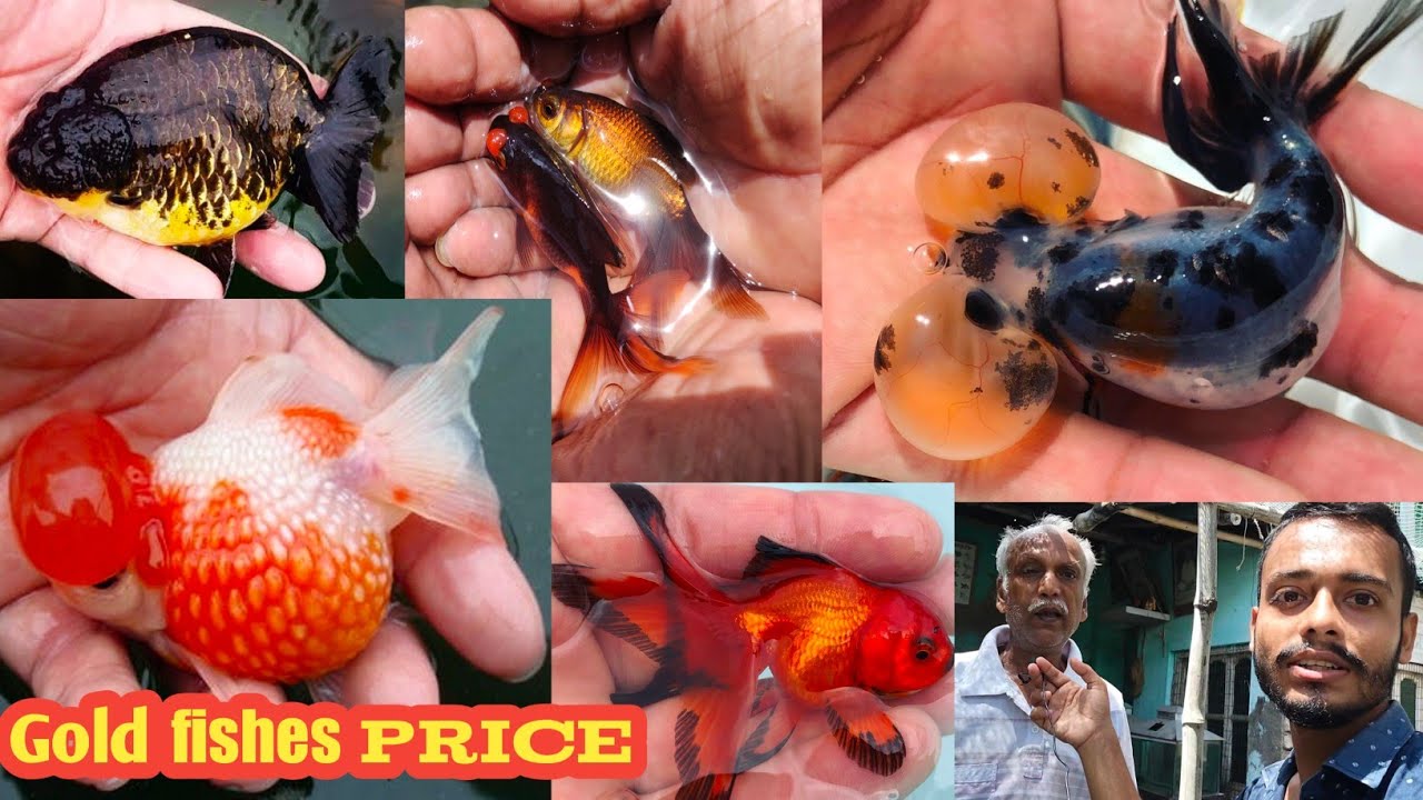 Latest imported Goldfishes name and price | Imported gold fish breeding ...