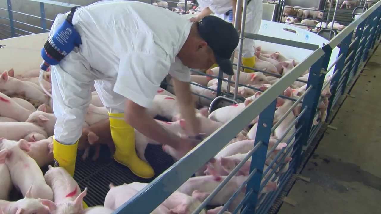 Prima Tech Products For Swine Producers - YouTube