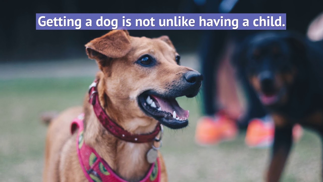 Canine Liability - (855) 534 - 6495 - Dog Bite Quote - YouTube