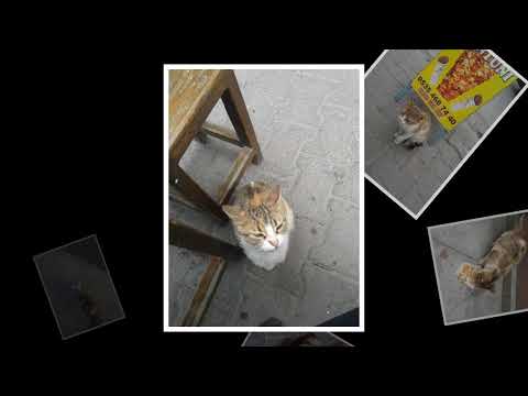 kedi foto slayt kayserideki ilk kedim #kedi #foto #slayt