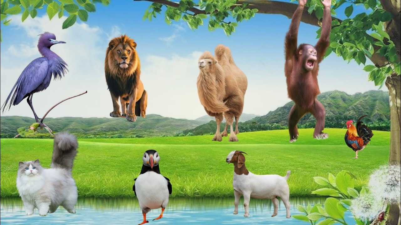 Ultimate Animal Showdown: Cow vs. Cat vs. Dog vs. Elephant_Animal ...