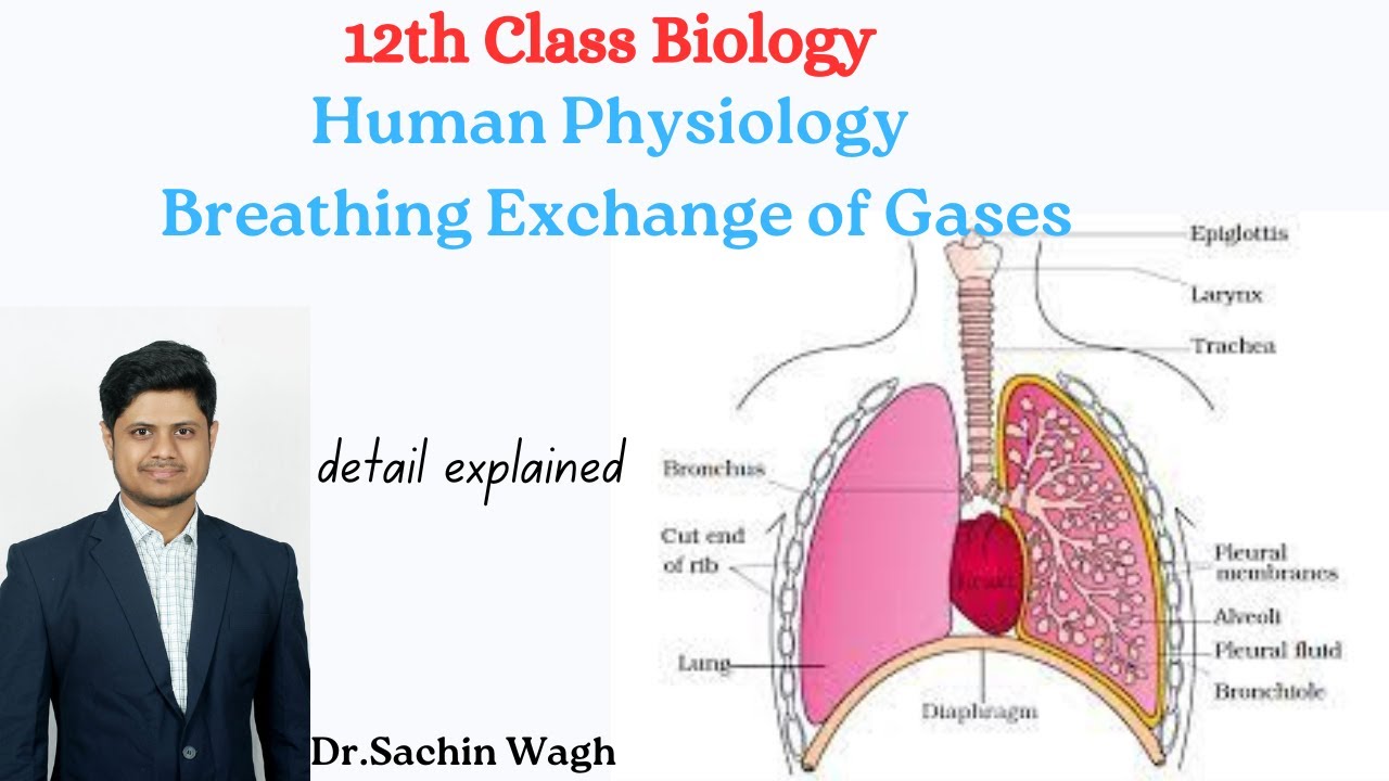 Respiratory System Part 1, Human Physiology - YouTube