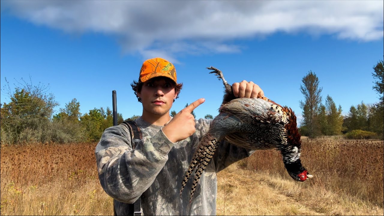 I shot a BANDED PHEASANT!!! | Upland Hunting at EE Wilson - YouTube