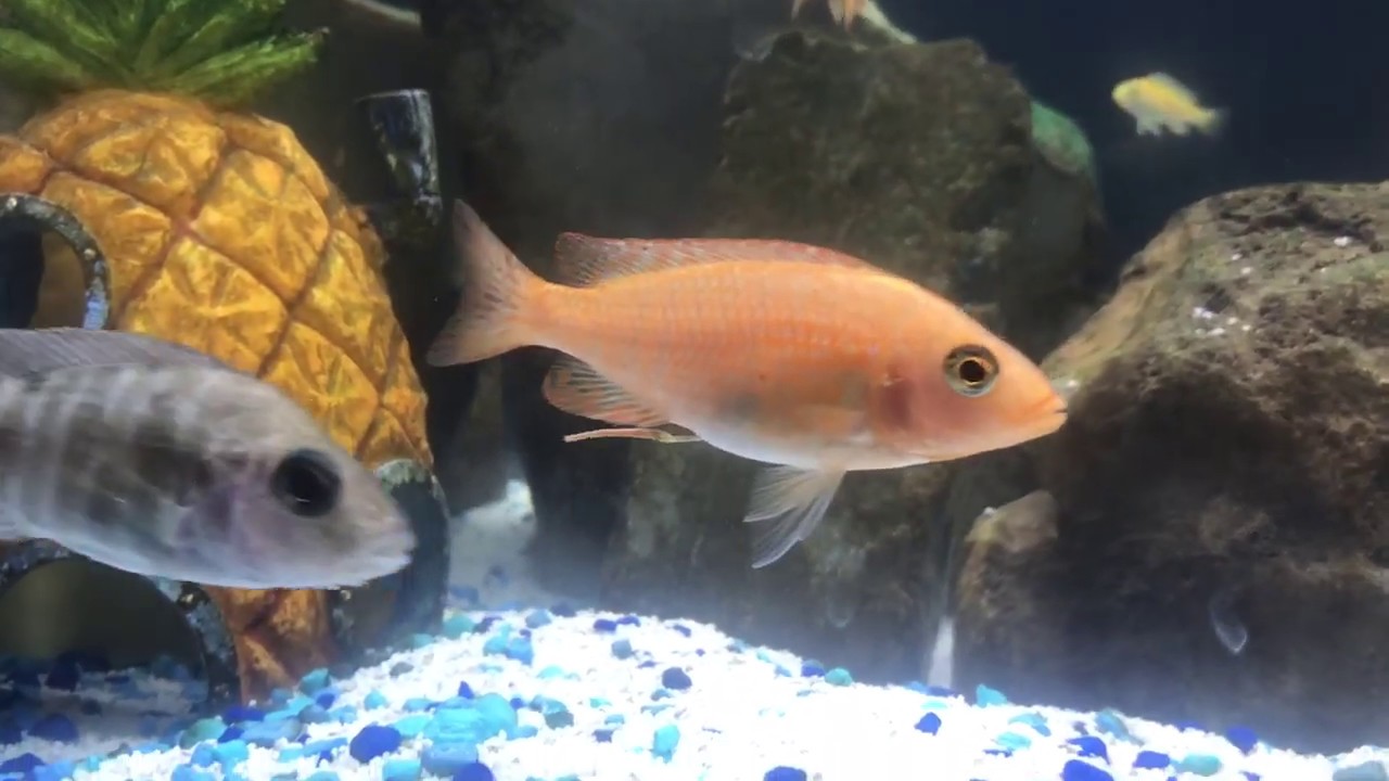 Awesome African Cichlids - Assorted - 75 Gallon Aquarium - YouTube