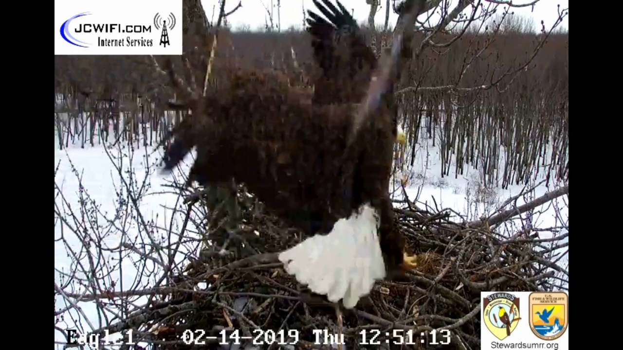 02-14-19 IL Trio eagles; big fluff coming in. - YouTube