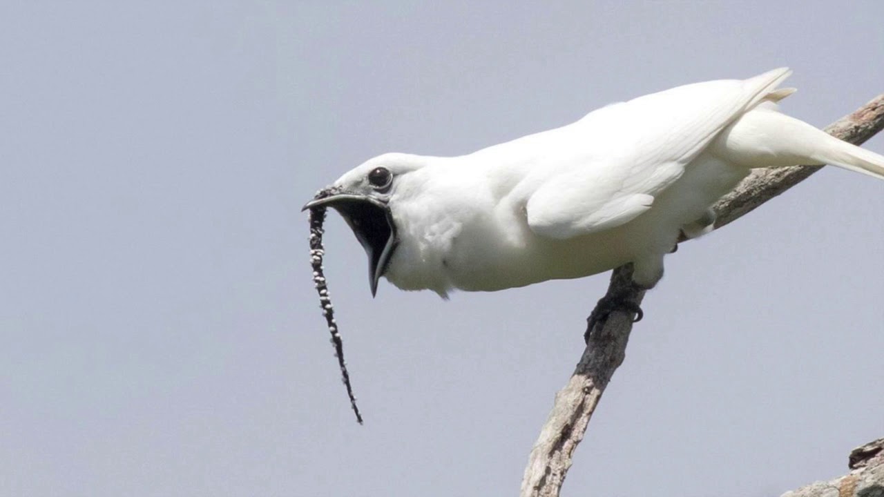 Loudest Bird Mating Song, La canción de apareamiento de pájaros más ...