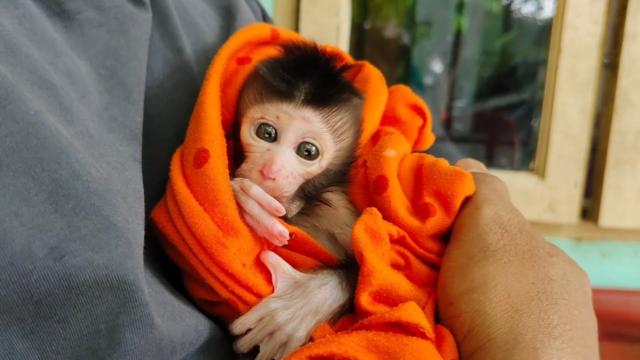 Sad 😭😢😵😷 a very weak newborn monkey baby, just lying and limp - YouTube
