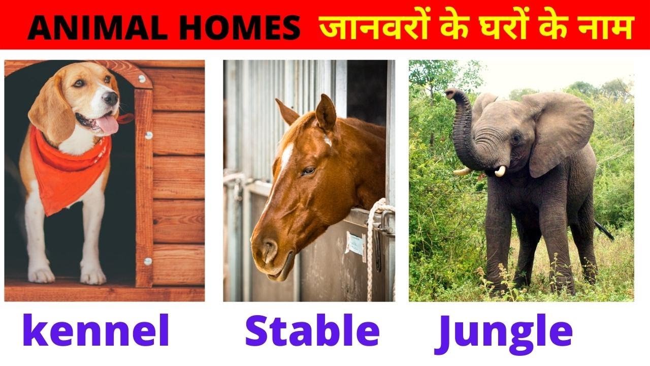 Animals and their homes | Animals home | Home of animals | Animal homes ...