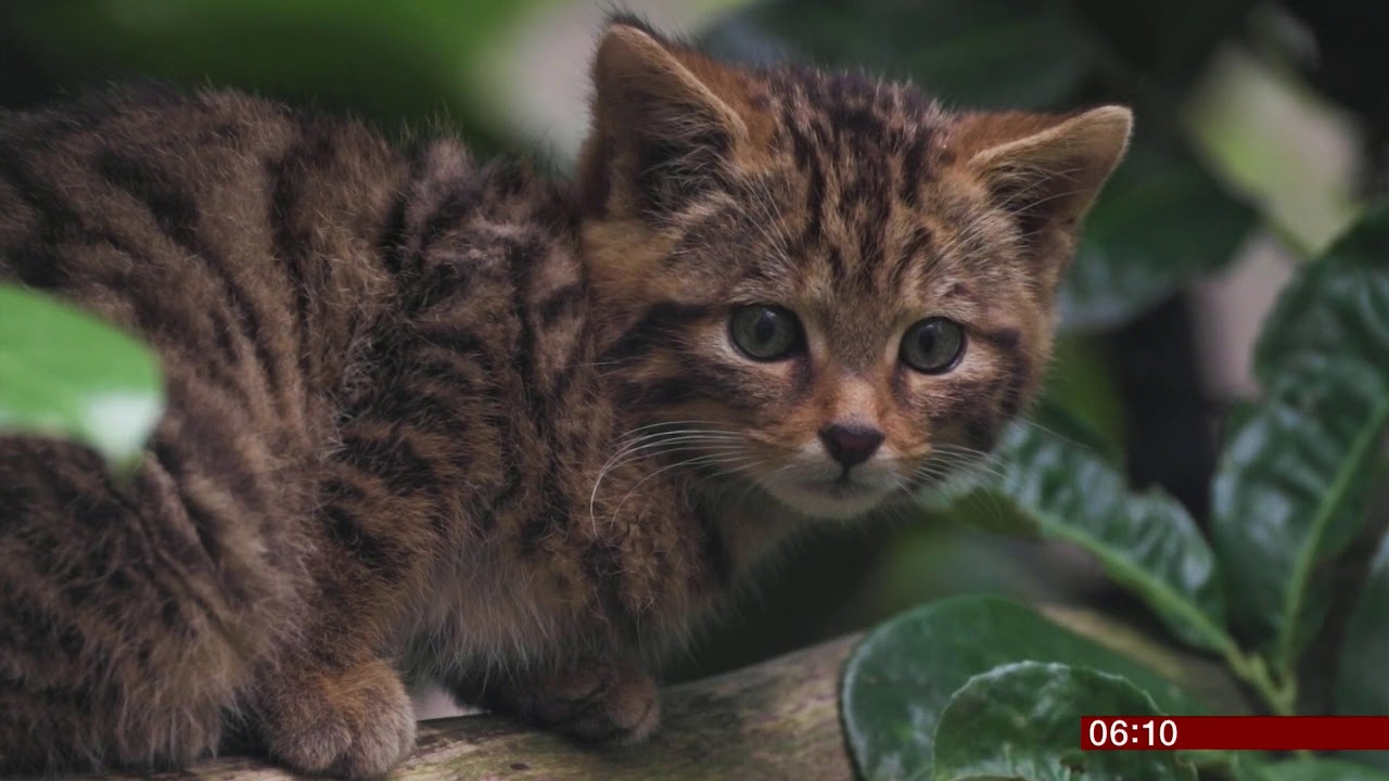Highland Tiger (Scottish wild cat) (UK) (updated) - ITV News - 8th ...