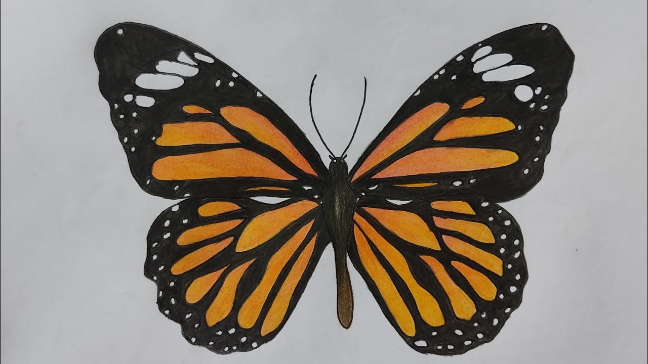 How To Draw A Butterfly Using Pencil Colour||Easy Butterfly Drawing ...