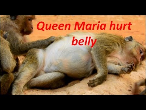 Queen Maria give birth this morning | 30 minute action before give ...