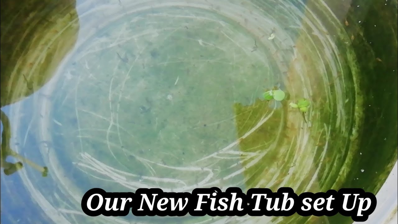 Our New Fish Tub set Up|Aquarium|#petslovechannel - YouTube