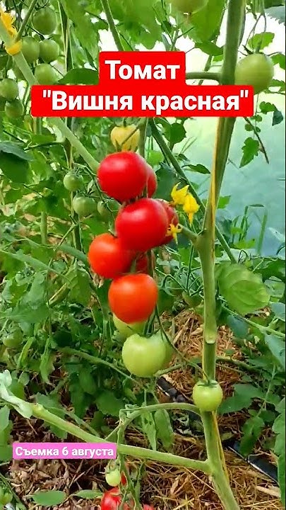 Черри "Вишня красная". Посажу еще обязательно. Сладкий и вкусный! - YouTube