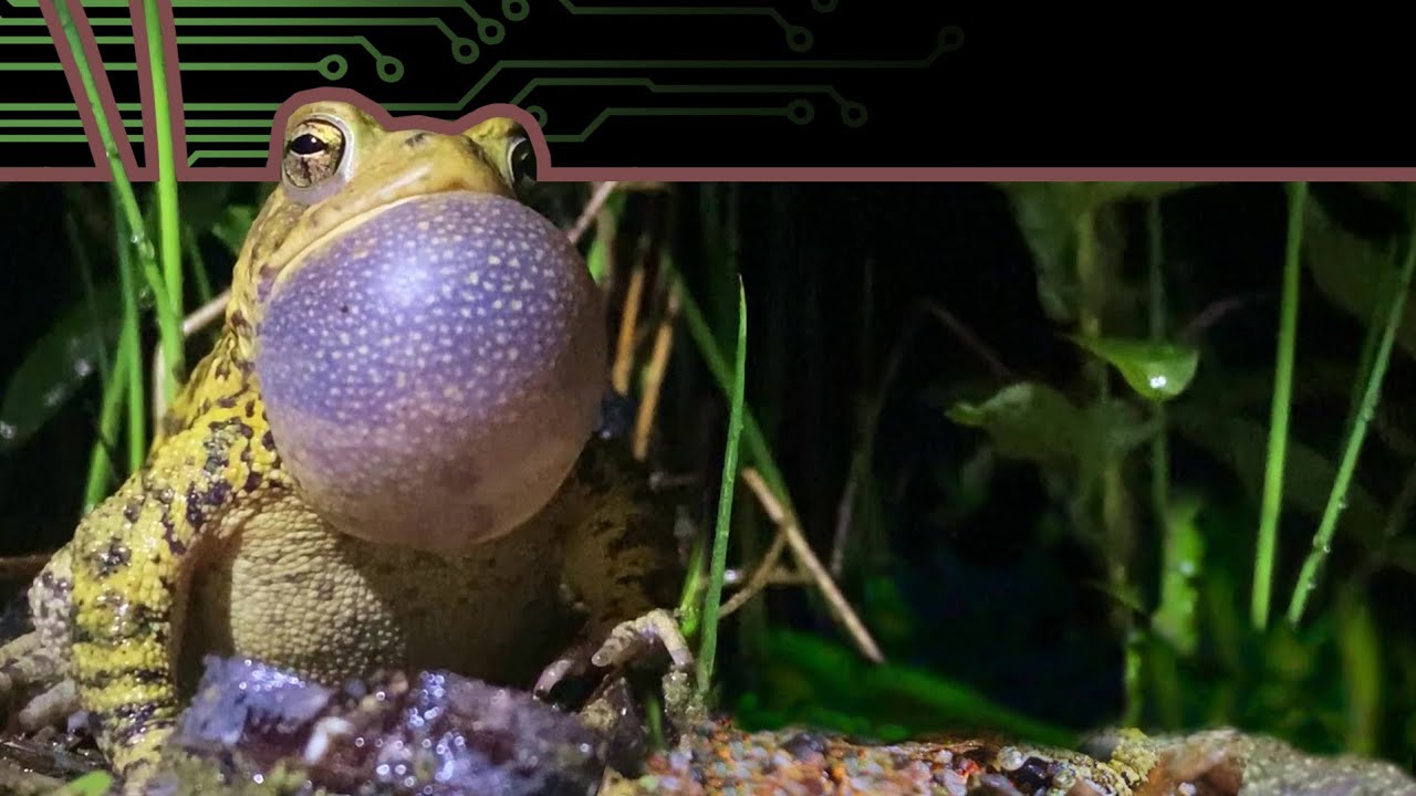 Toads and Frogs Singing in Slow Motion - YouTube