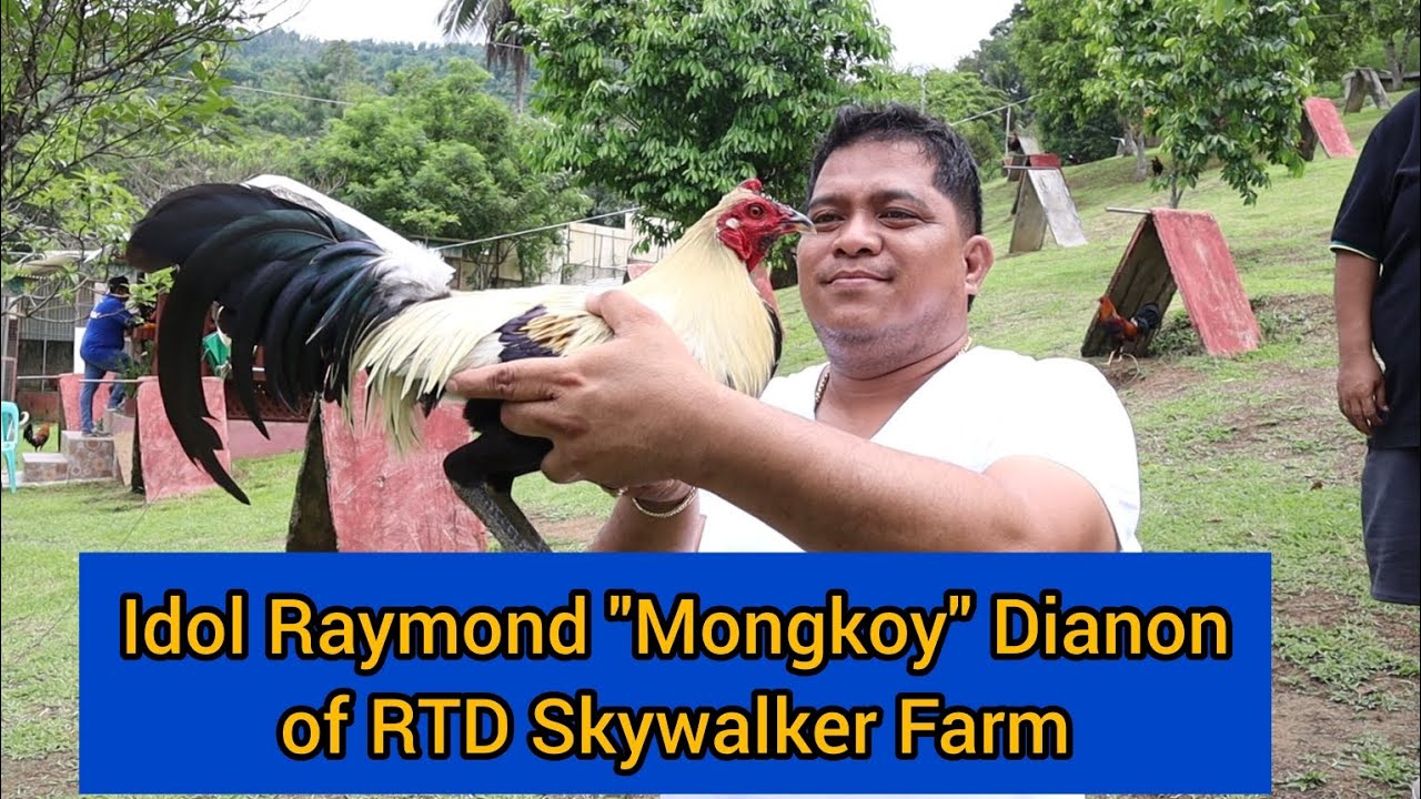 Ep07 Part01: Idol Raymond "Mongkoy" Dianon of RTD Skywalker Farm #manok #manoknapula - YouTube