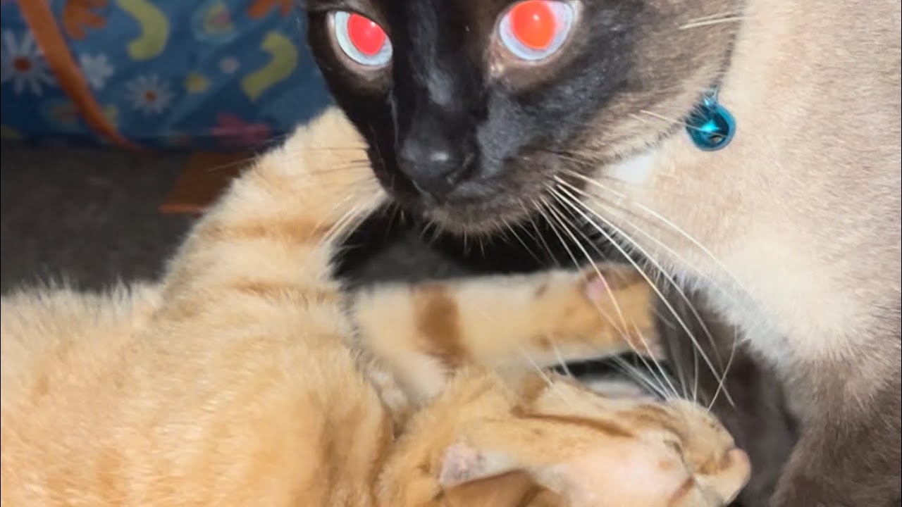 Siamese cat and orange cat rumble and tumble - YouTube