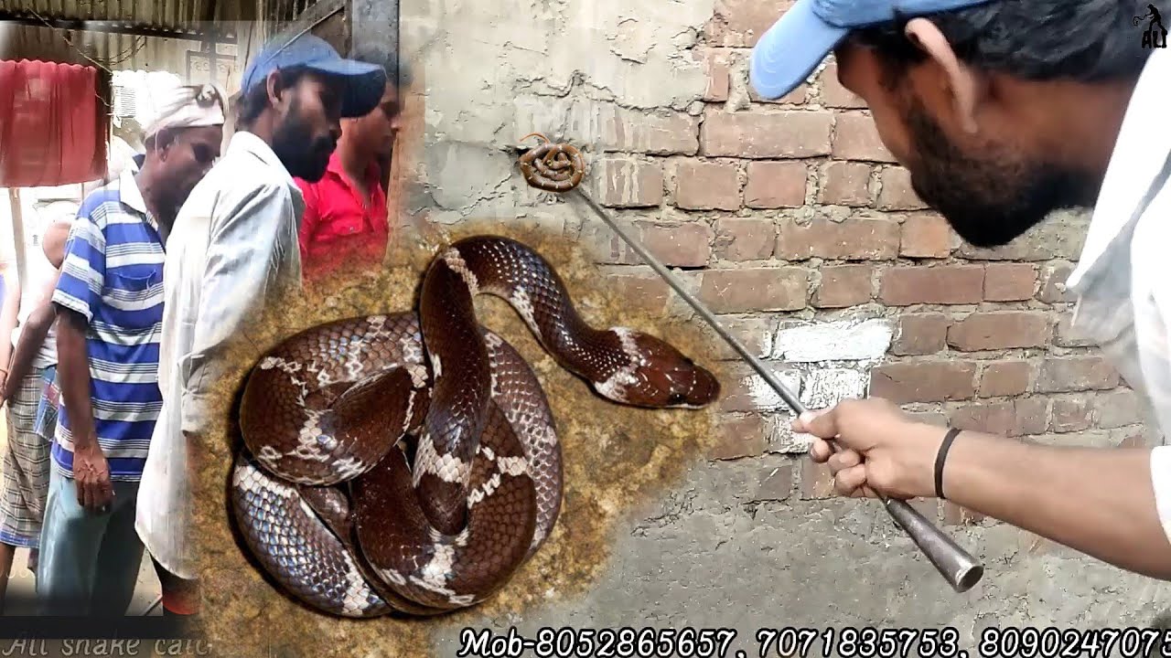 छोटे सांप पर काबू पाना, बहुत मुश्किल हुआ,देखे कैसे,ali snake catcher,# ...