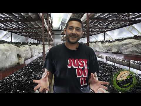 Mantar üretimhanesinde kullanılan bütün ekipmanlar