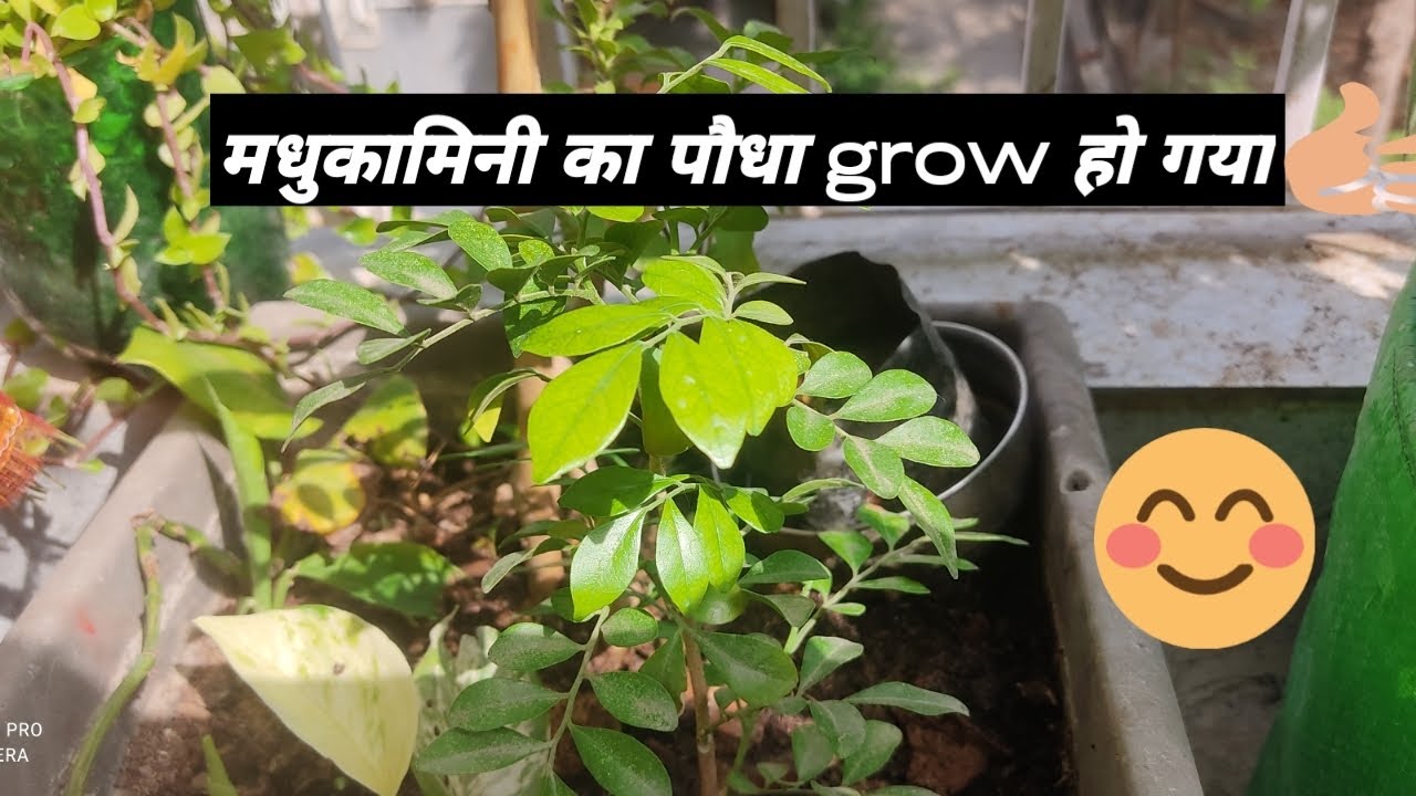 Madhukamini ka podha grow ho gya🤗☺️ ️ #plants #garden #youtube #viral # ...