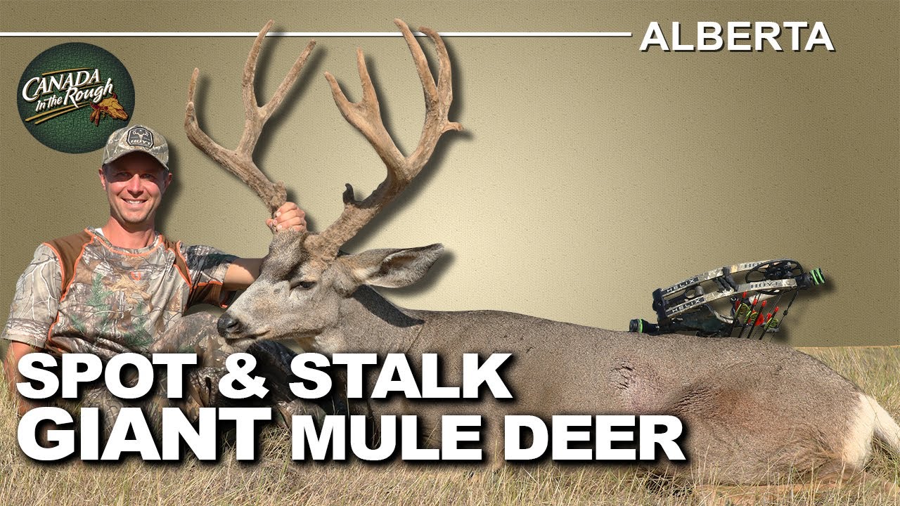 Mule Deer Canadian