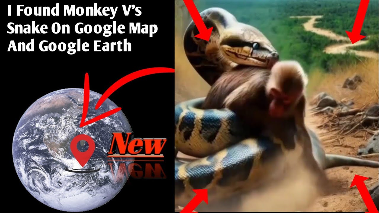 I Found Monkey V's Snake 🐍 On Google Map And Google Earth 🌎#funny # ...