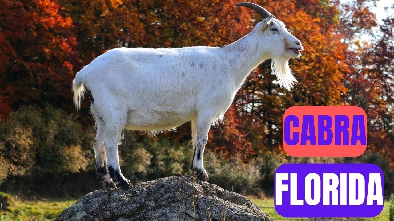 🤯 ¿Sabías que la CABRA FLORIDA Ayuda a Controlar el Monte Mediterráneo ...