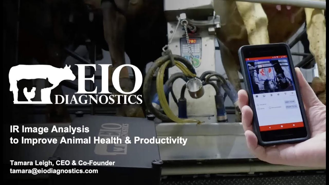 EIO Diagnostics: A New Solution for Udder Health in Dairy Cows - YouTube
