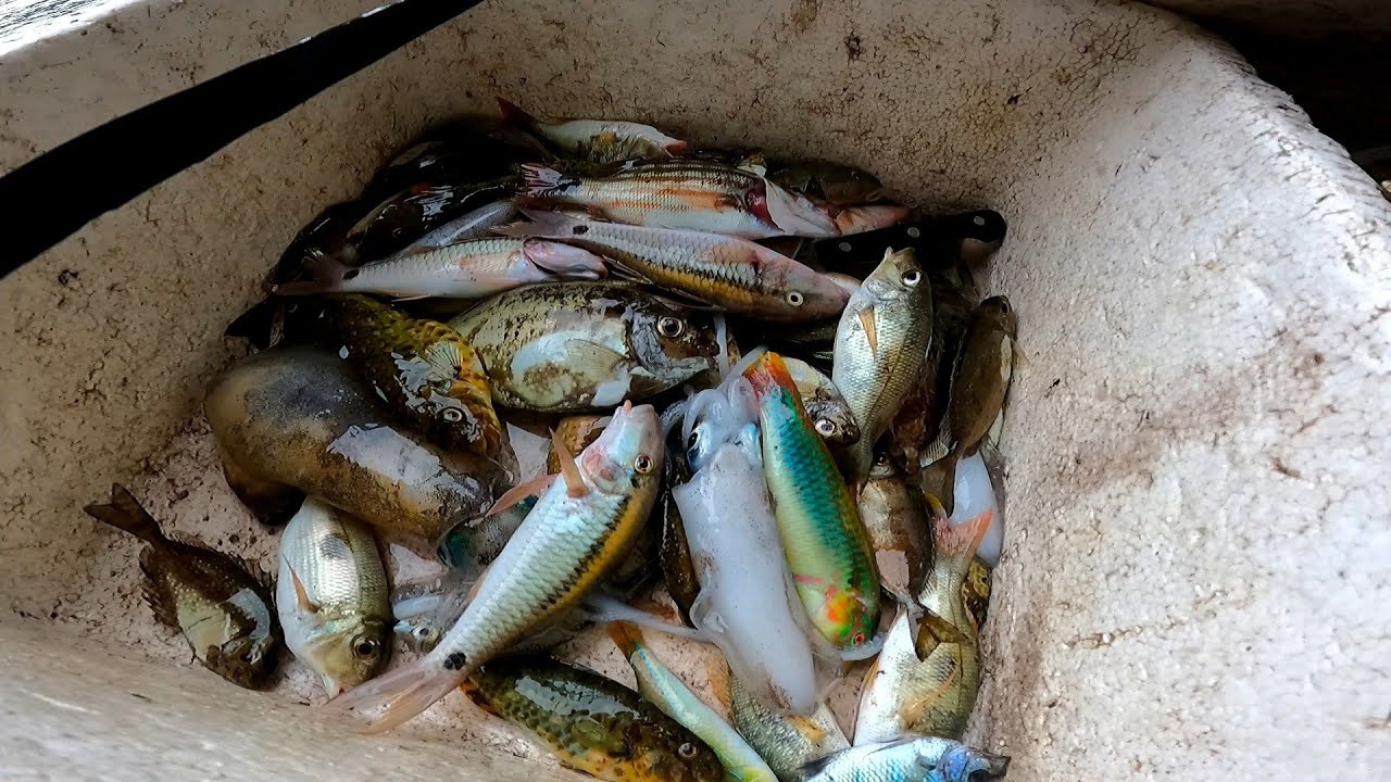 Pag pa high tide ang tubig nasa mababaw lang ang mga isda - YouTube