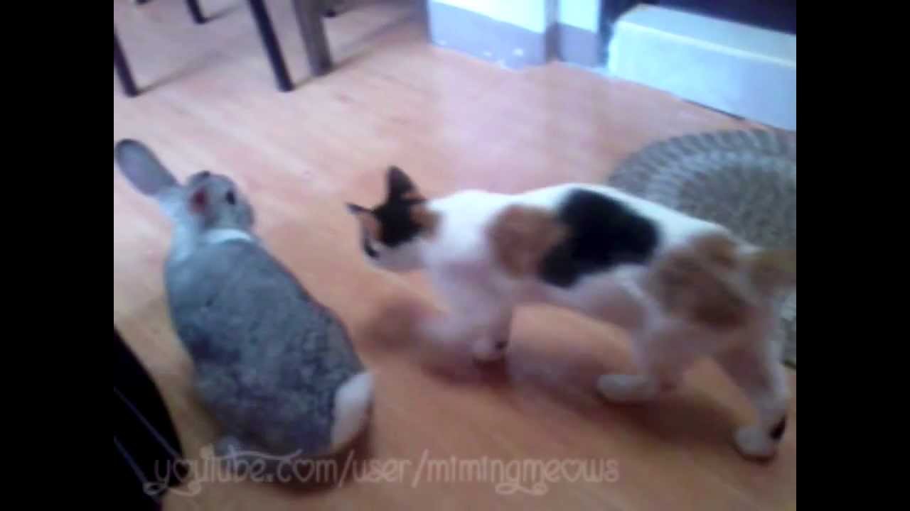 Attacked by a bunny! - YouTube