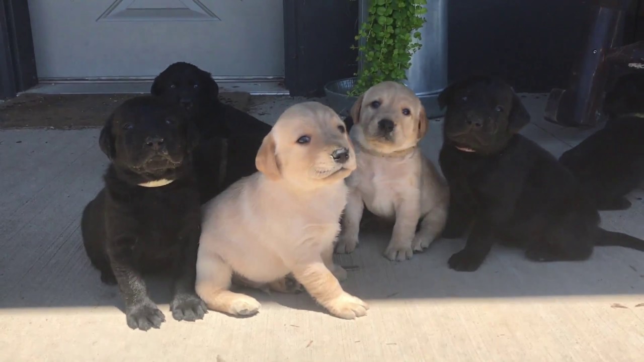 Duchess 4-week-old British Labrador Puppies - YouTube