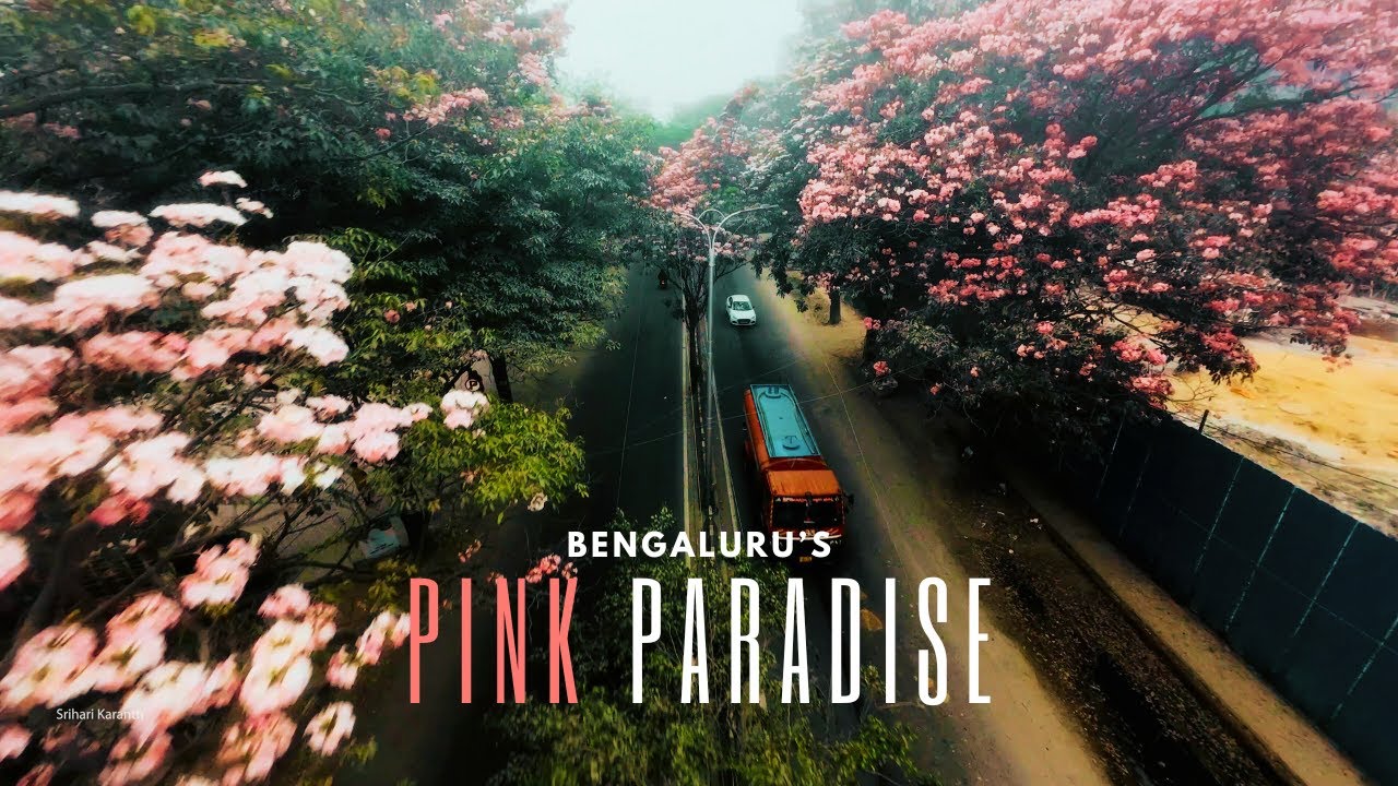 Bangalore's Pink Flower Bloom - FPV view of a street in Bengaluru with ...