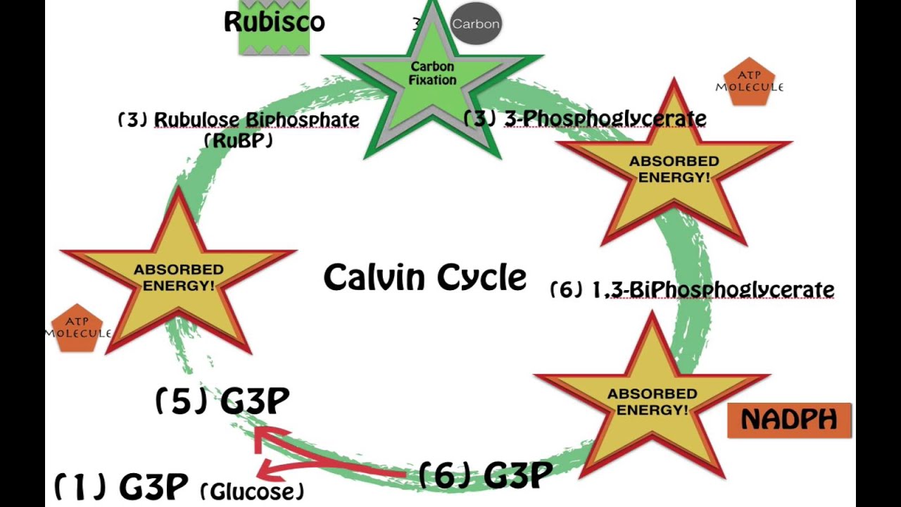 Photosynthesis, Calvin Cycle (3/4) - YouTube