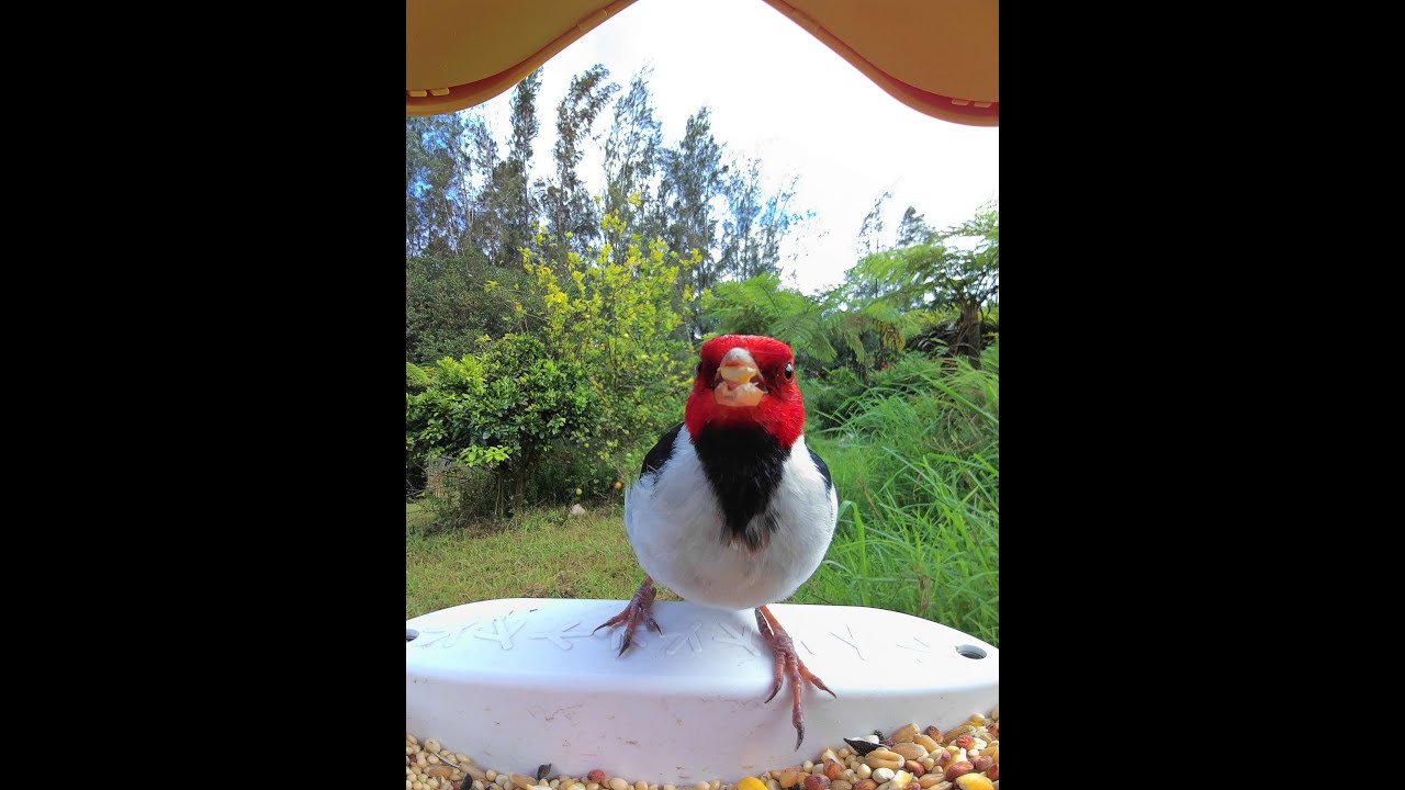 Techstination Interview: Bird Buddy Explore from smart birdfeeder maker ...