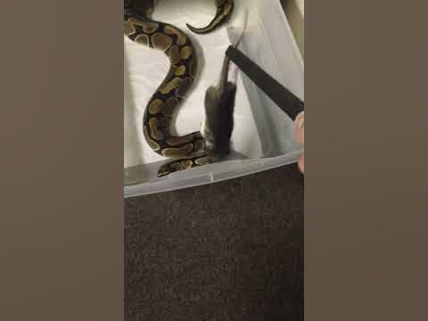 Ball python strike and coil - YouTube