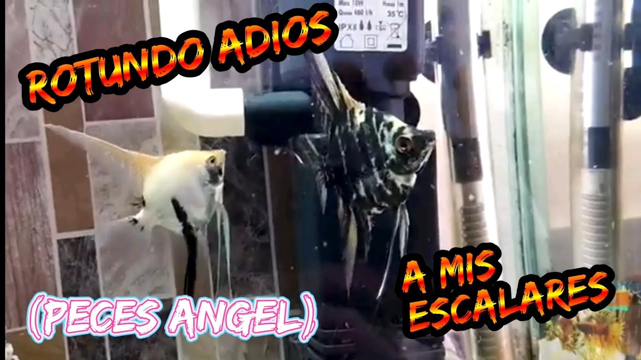 PECES ANGEL O (ESCALARES) POR QUE NO SON PECES PARA PRINCIPIANTES ...